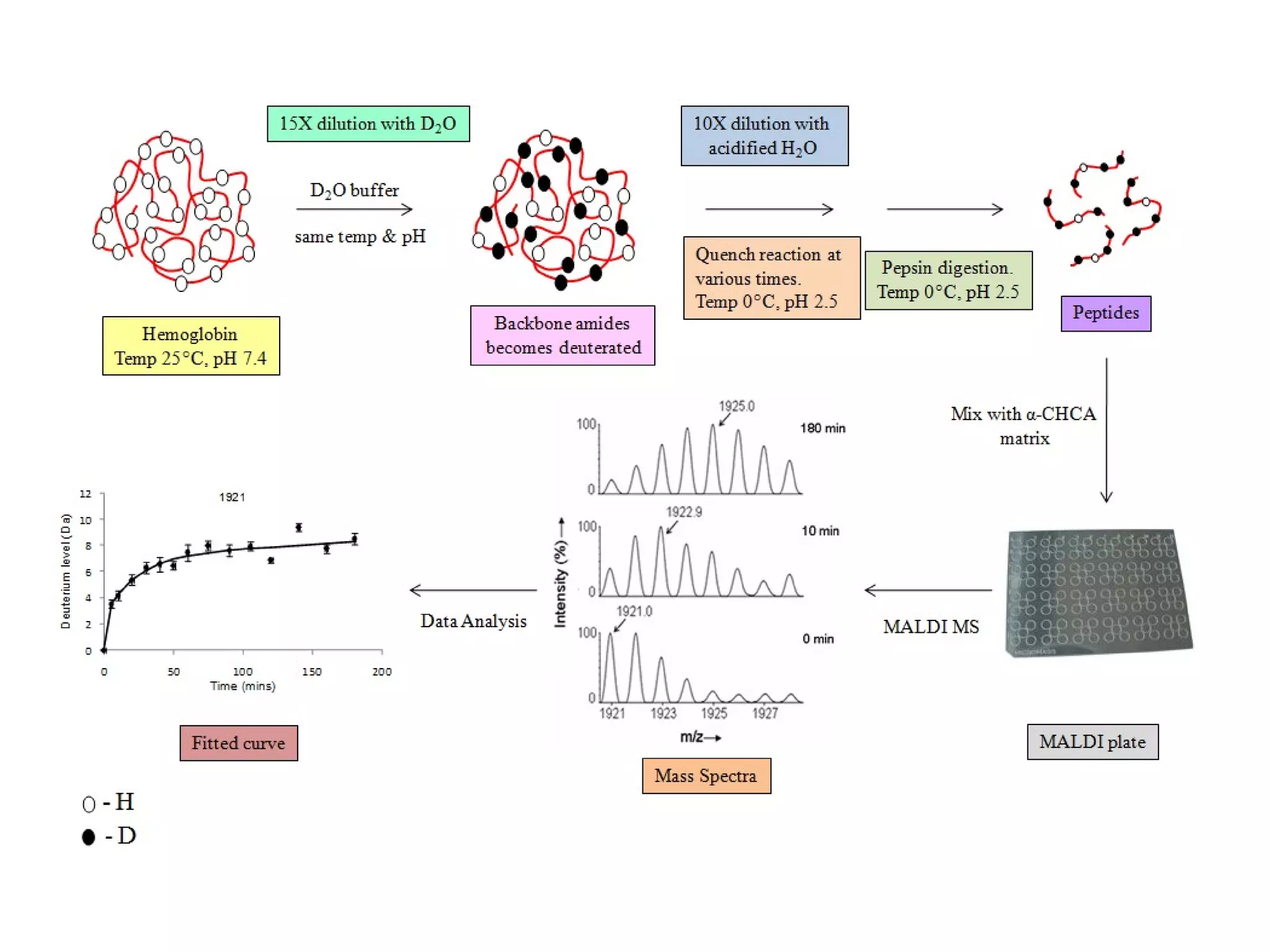 Structural proteomics of glutathionylation and glycation of erythrocyte ...