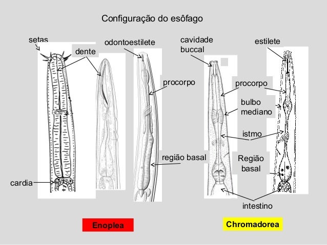 Nematoides de vida livre - Parte 1