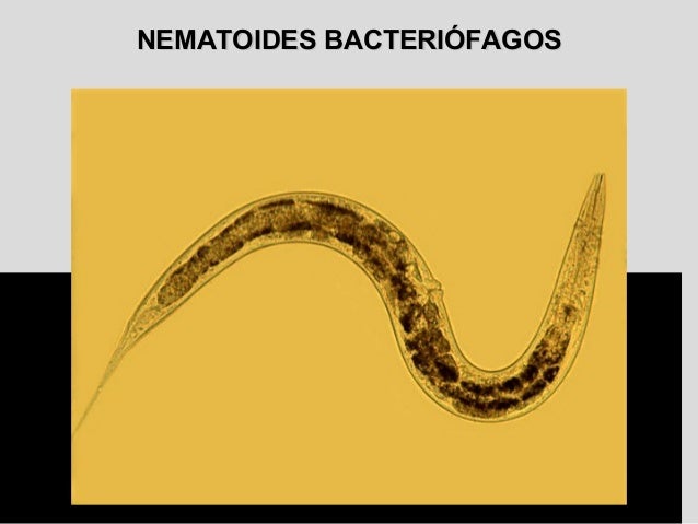 Nematoides de vida livre - Parte 1