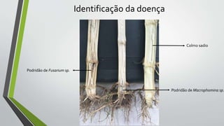 Monitorando a Lavoura - Doenças do colmo do milho | PPTX | Agriculture ...