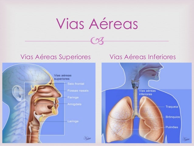 Monitoria de anatomia e fisiologia respiratória