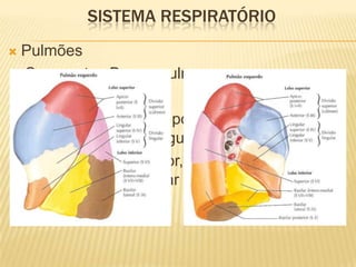 Anatomia Musculatura Antebraço e Respiratório | PPTX