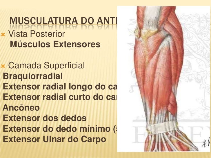 Anatomia Musculatura Antebraço e Respiratório