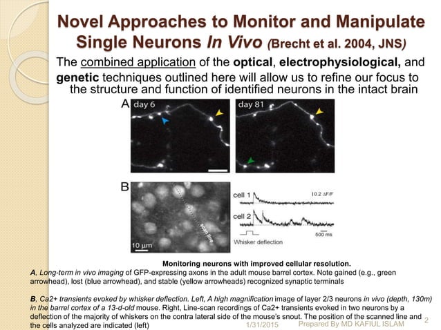 Monitoring neural activities by optical imaging | PPT