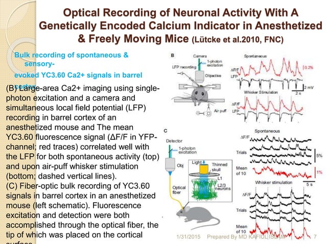 Monitoring neural activities by optical imaging | PPT