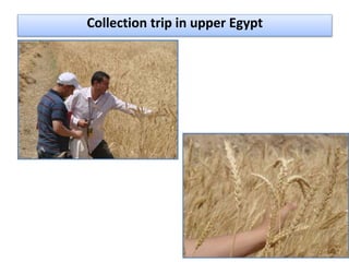 Monitoring the Second Global Plan of Action for PGRFA and Data ...