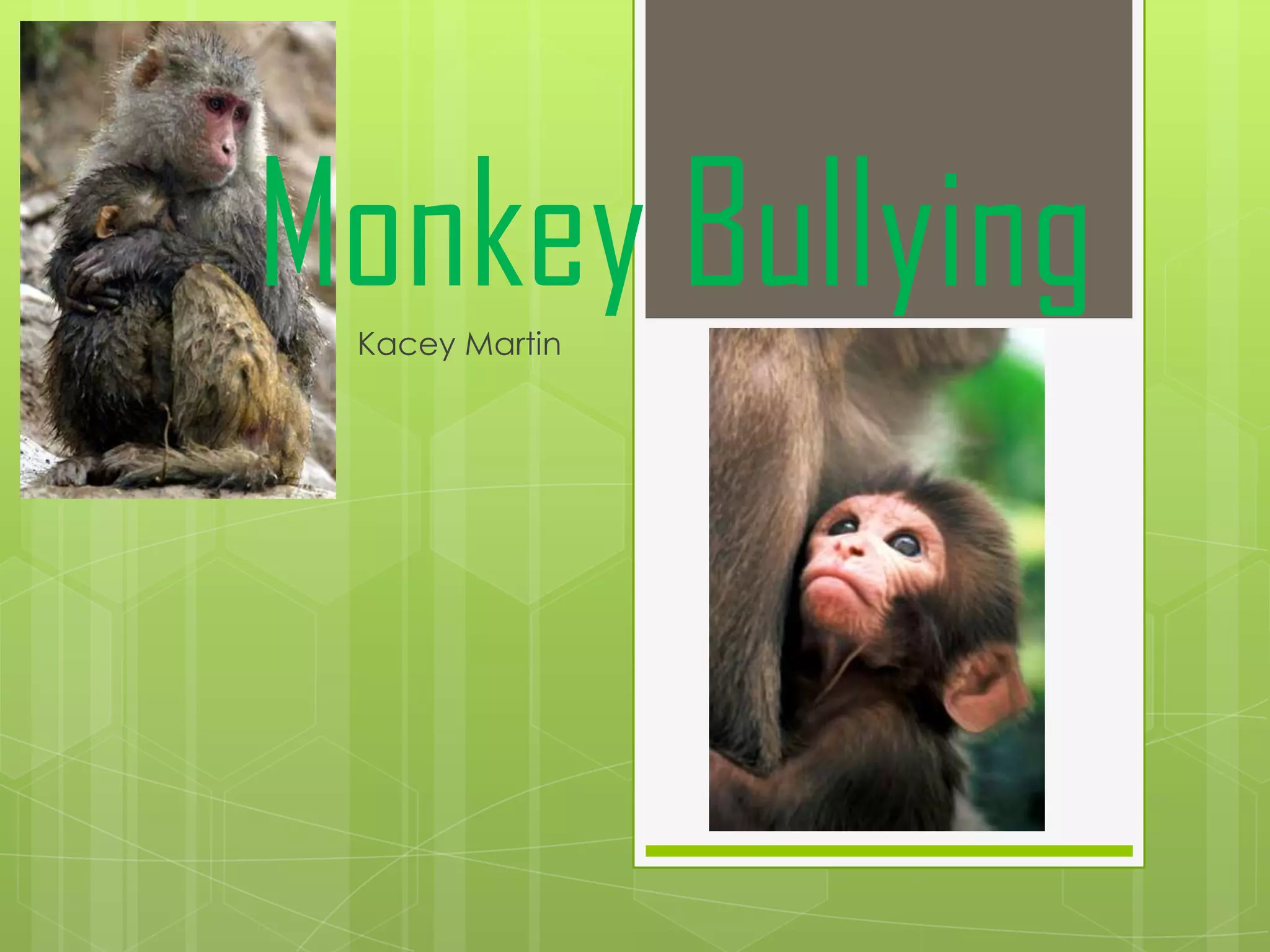Monkey bullying | PPTX