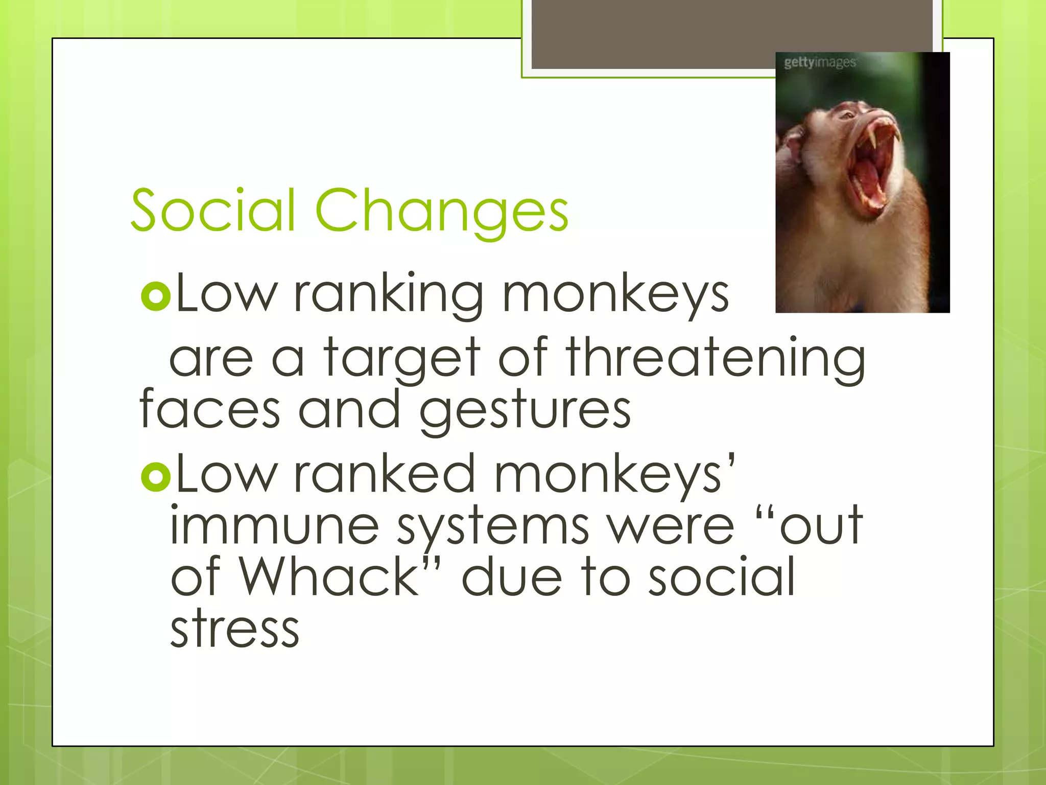 Monkey bullying | PPTX