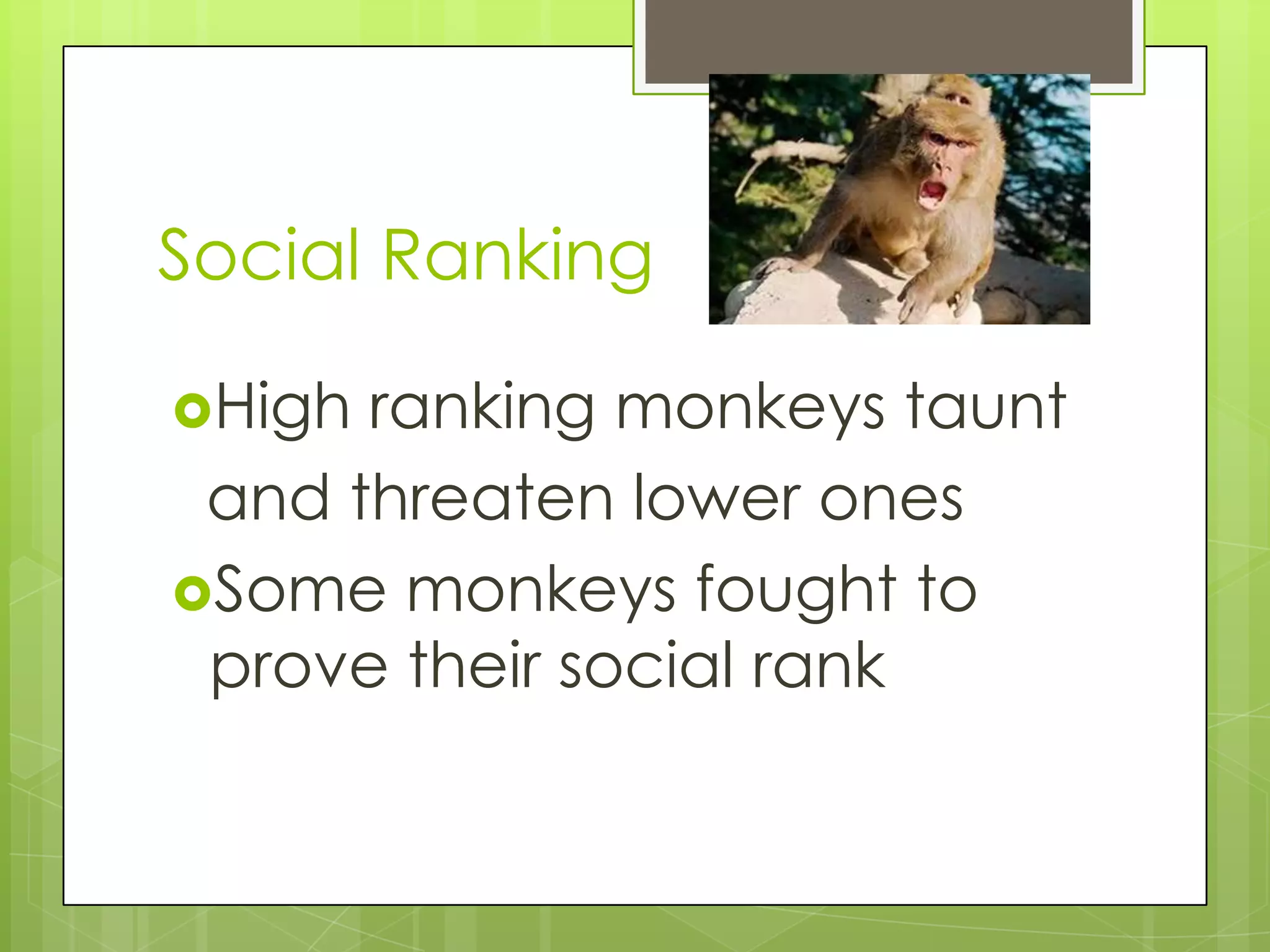 Monkey bullying | PPTX