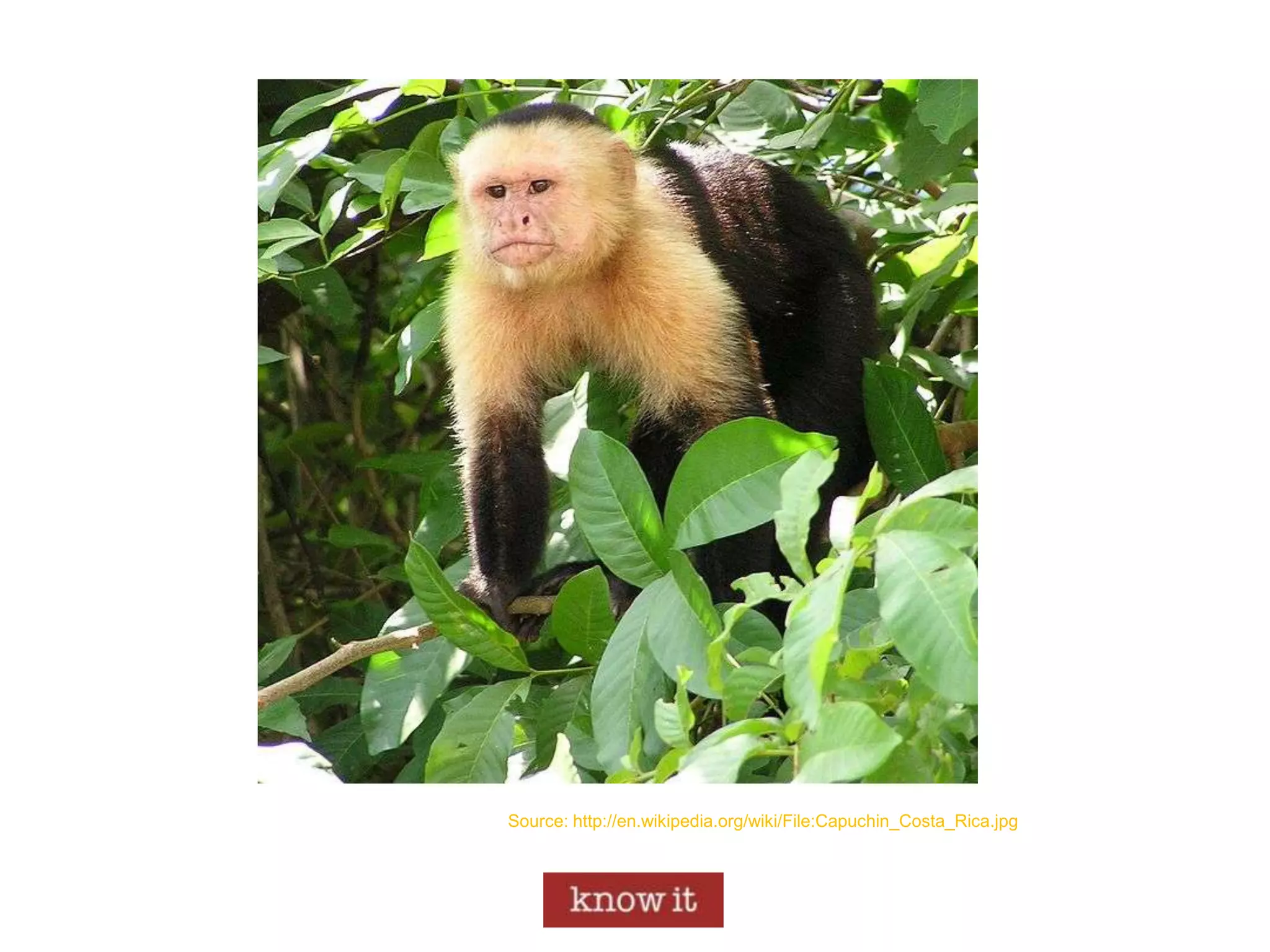 Monkey Business | PPTX