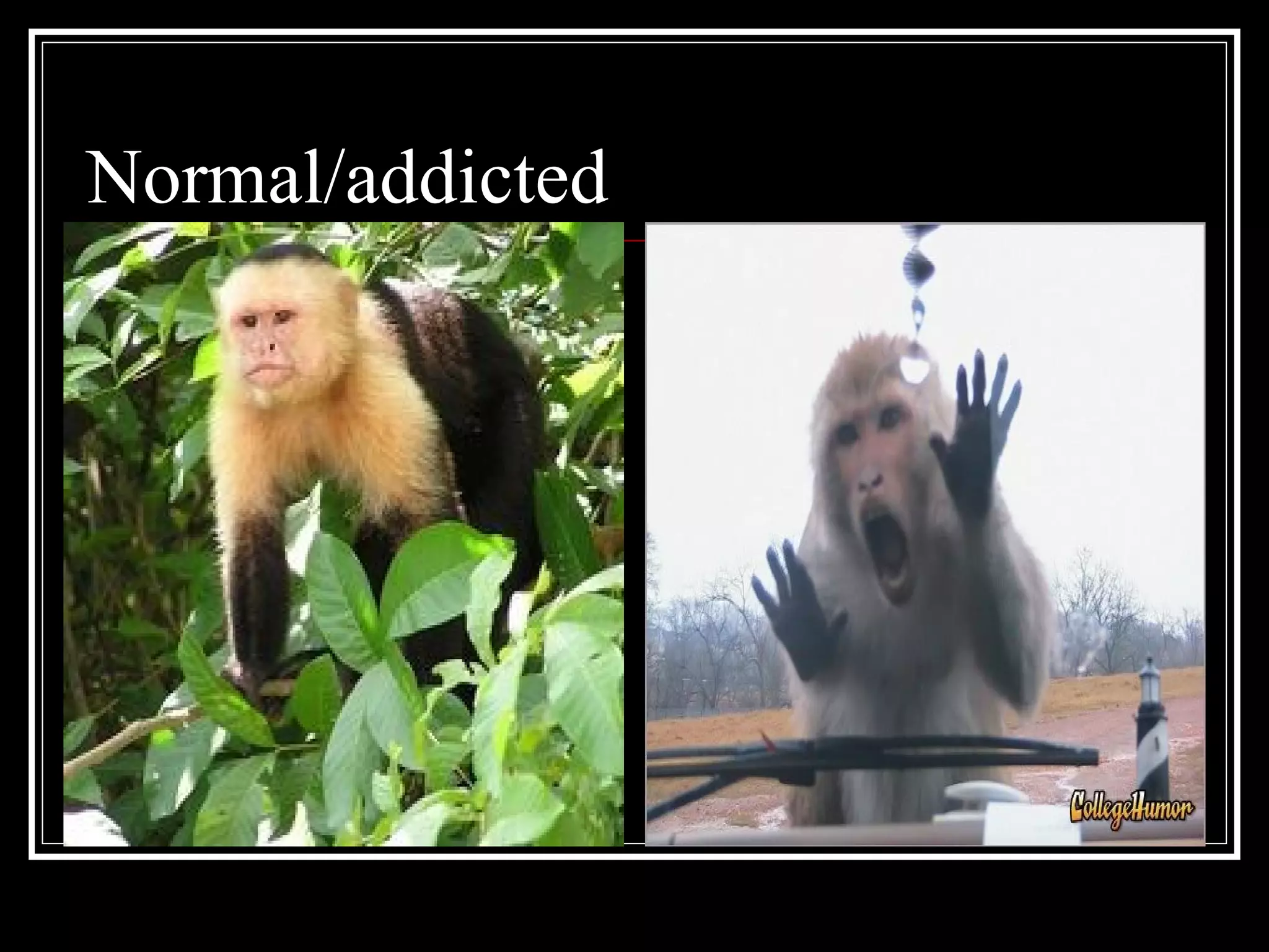 Monkey drug trials | PPT