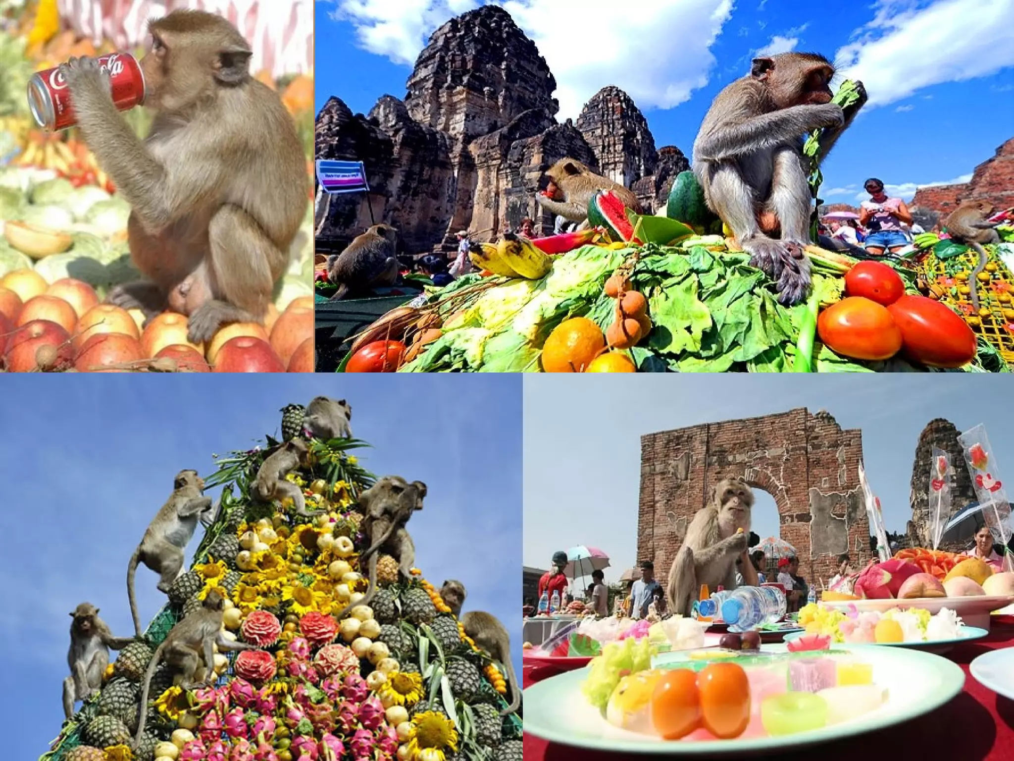 Monkey festival | PPT