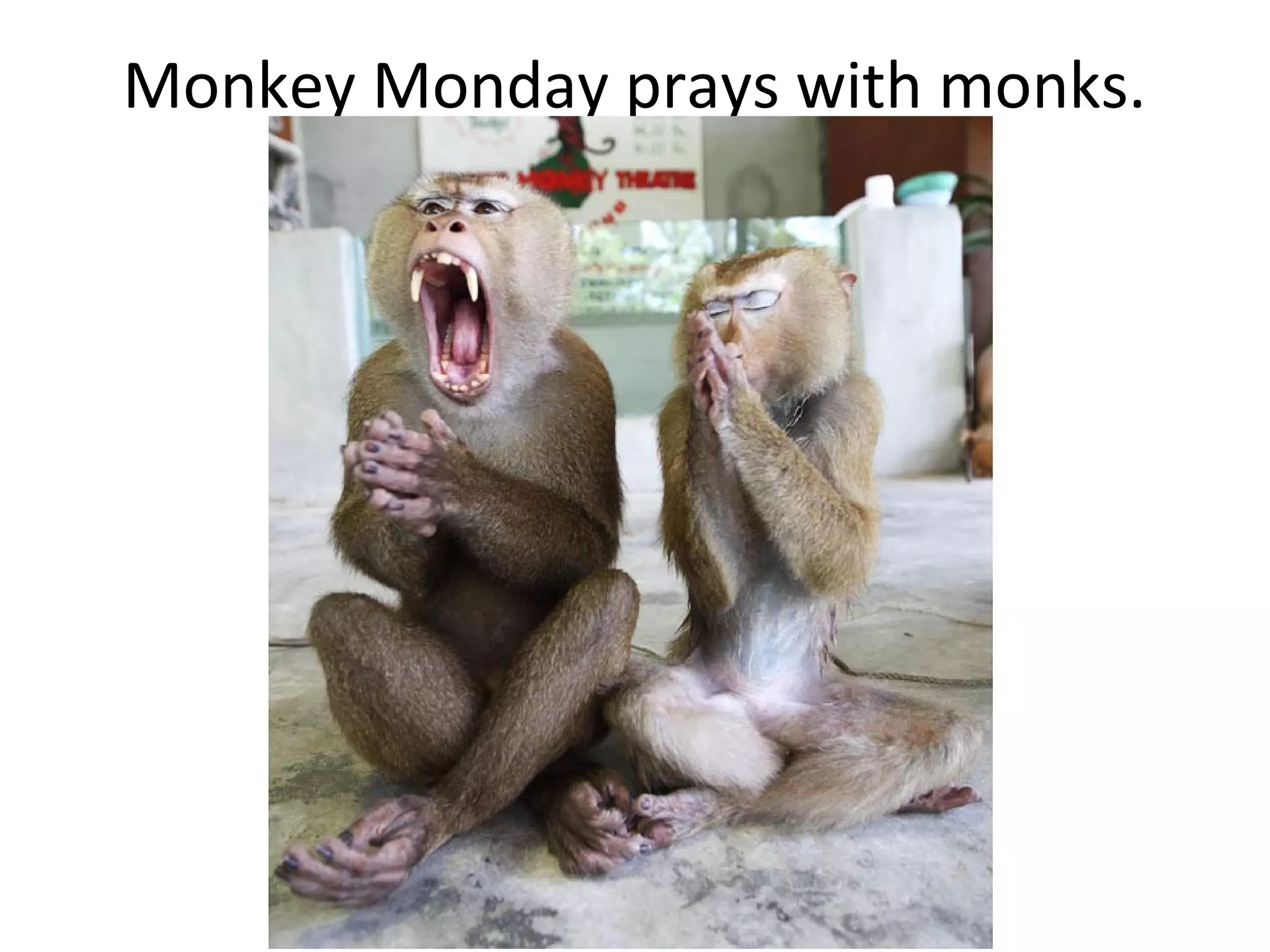 Monkey monday | PPS