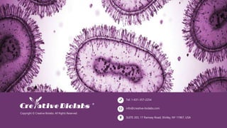 Monkeypox Drug and Vaccine Discovery - Creative Biolabs | PPTX
