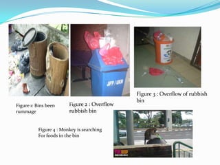 Monkey proofing rubbish bins, 2013 | PPTX