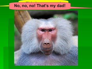 Monkey Puzzle Ppt | PPS