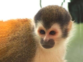Monkeys and Apes | PPS