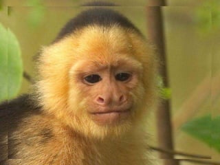 Monkeys and Apes | PPS