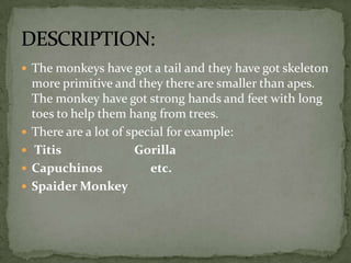Monkeys | PPT