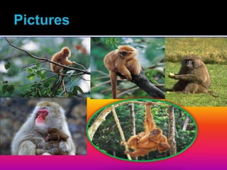 Monkeys | PPT
