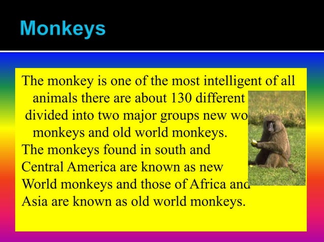 Monkeys | PPT