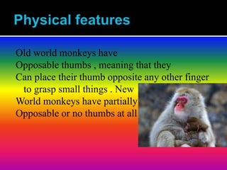 Monkeys | PPTX