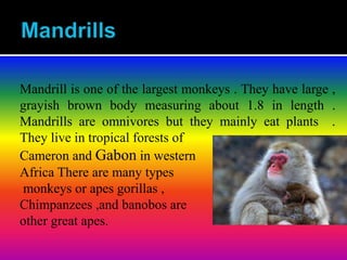 Monkeys | PPTX
