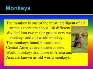 Monkeys | PPTX