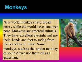 Monkeys | PPTX