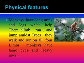 Monkeys | PPTX