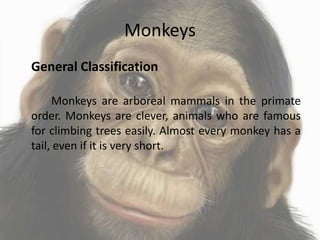 MONKEYS DESCRIPTION | PPTX