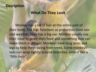 MONKEYS DESCRIPTION | PPTX