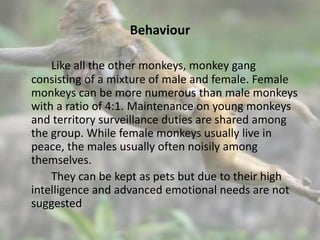 MONKEYS DESCRIPTION | PPTX