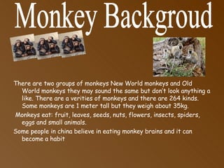 Monkeys | PPT