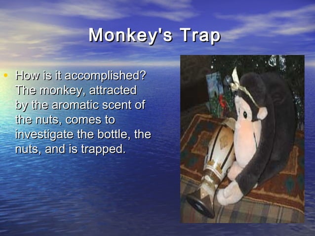 Monkey's trap | PPT
