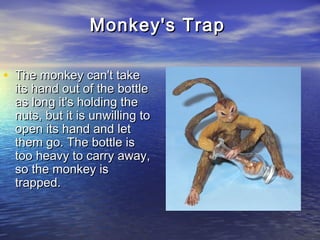 Monkey's trap | PPT