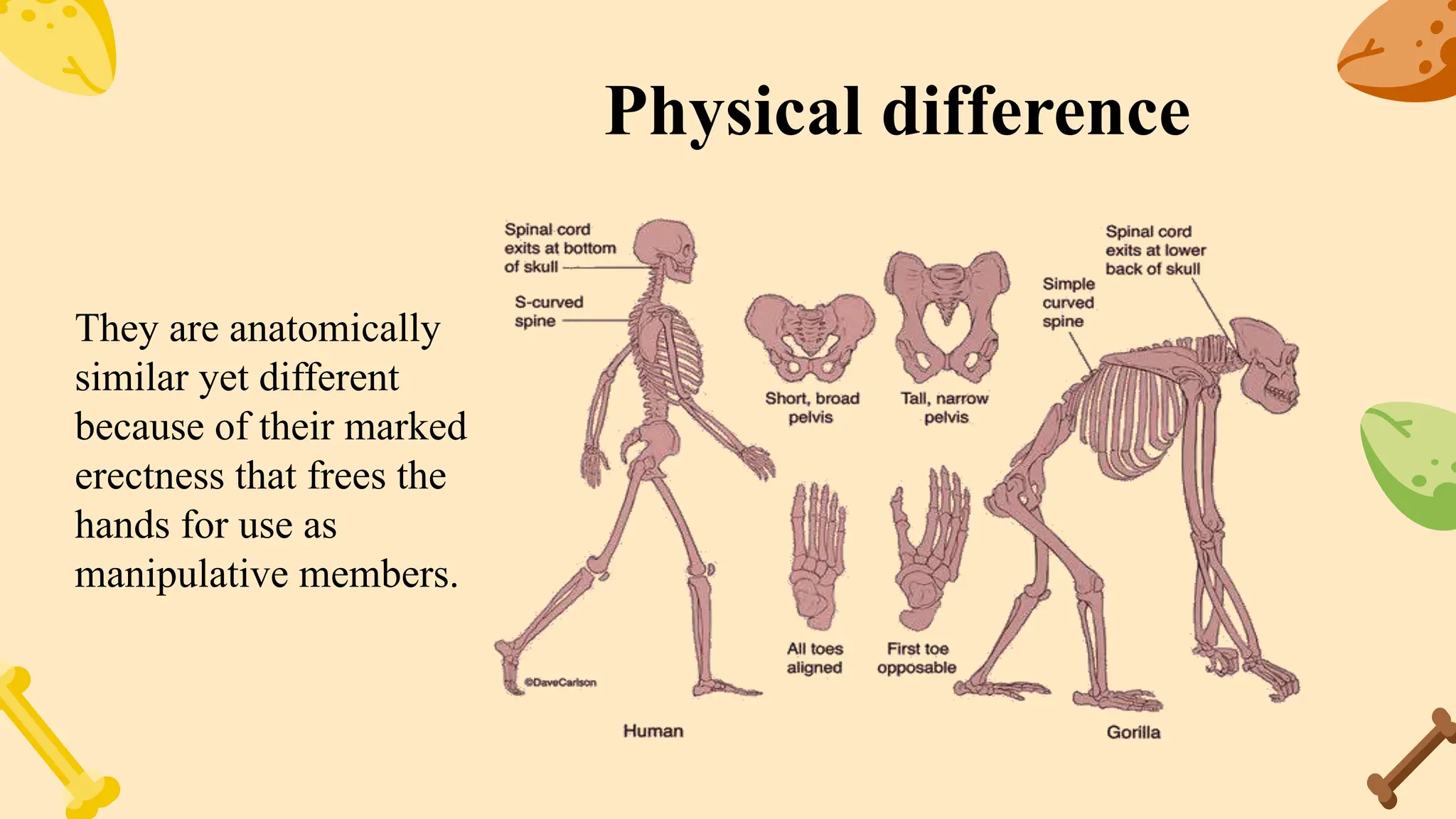 A Presentation on MONKEY TO MAN . pptx 1 | PPT