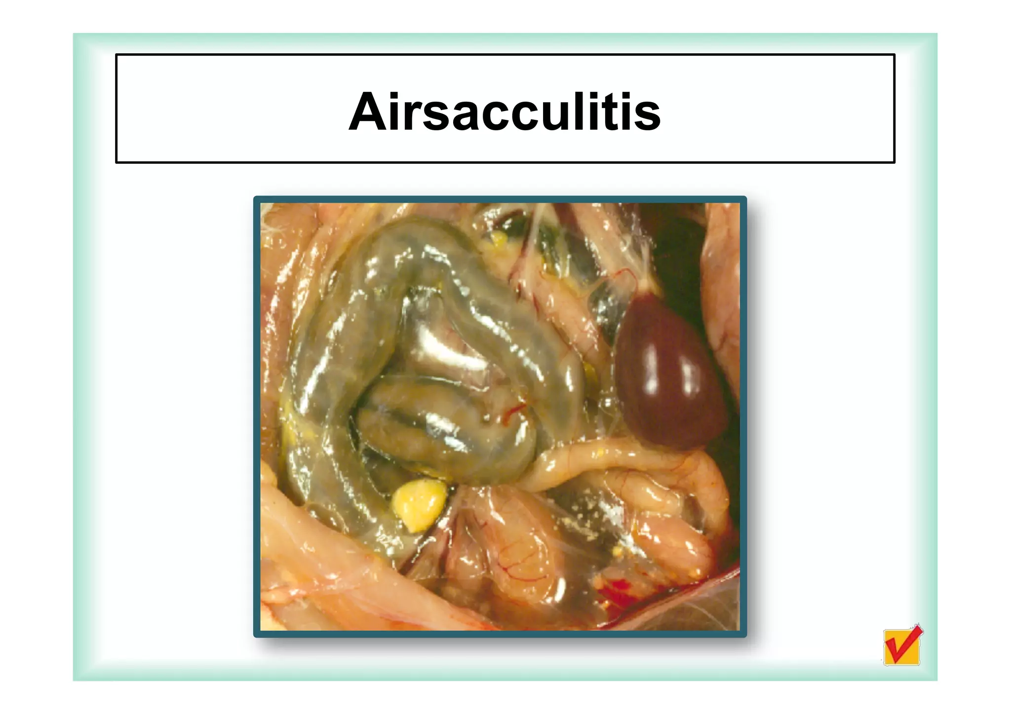 Monitor and Control of Vertically Transmitted Poultry Diseases | PDF