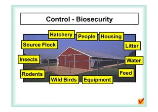 Monitor and Control of Vertically Transmitted Poultry Diseases | PDF