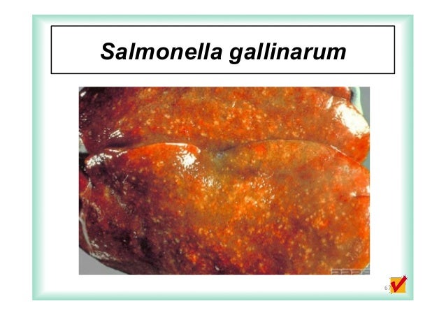 Monitor and Control of Vertically Transmitted Poultry Diseases