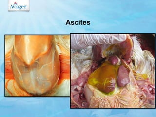 Broiler syndromes and internal parasites | PPSX