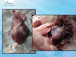 Broiler syndromes and internal parasites | PPSX