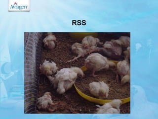 Broiler syndromes and internal parasites | PPSX