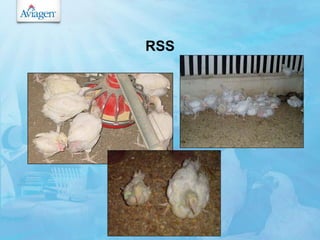 Broiler syndromes and internal parasites | PPSX