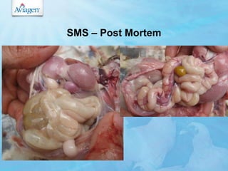 Broiler syndromes and internal parasites | PPSX