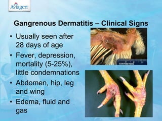 Broiler syndromes and internal parasites | PPSX
