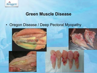 Broiler syndromes and internal parasites | PPT