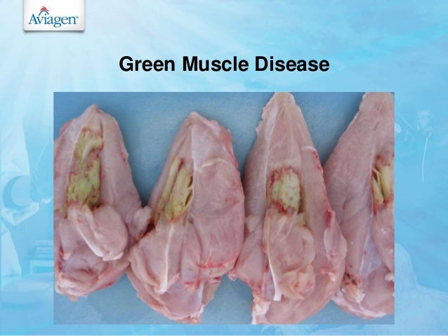 Broiler syndromes and internal parasites