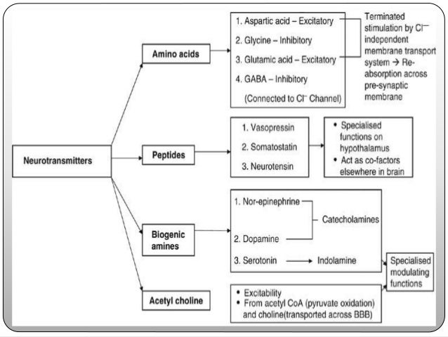 Monoamine neurotransmitters