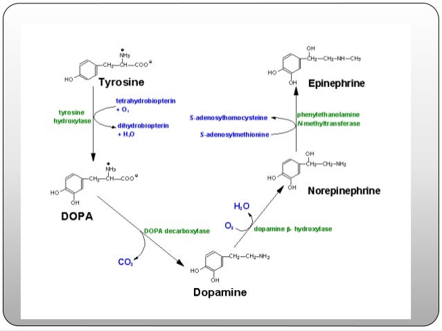 Monoamine neurotransmitters